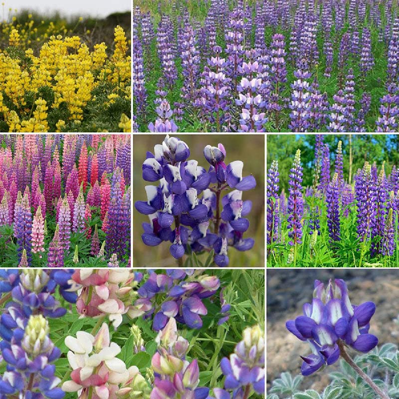Amazon.com : Eden Brothers Lupine Flower Mixed Seeds for Planting, 1 lb ...