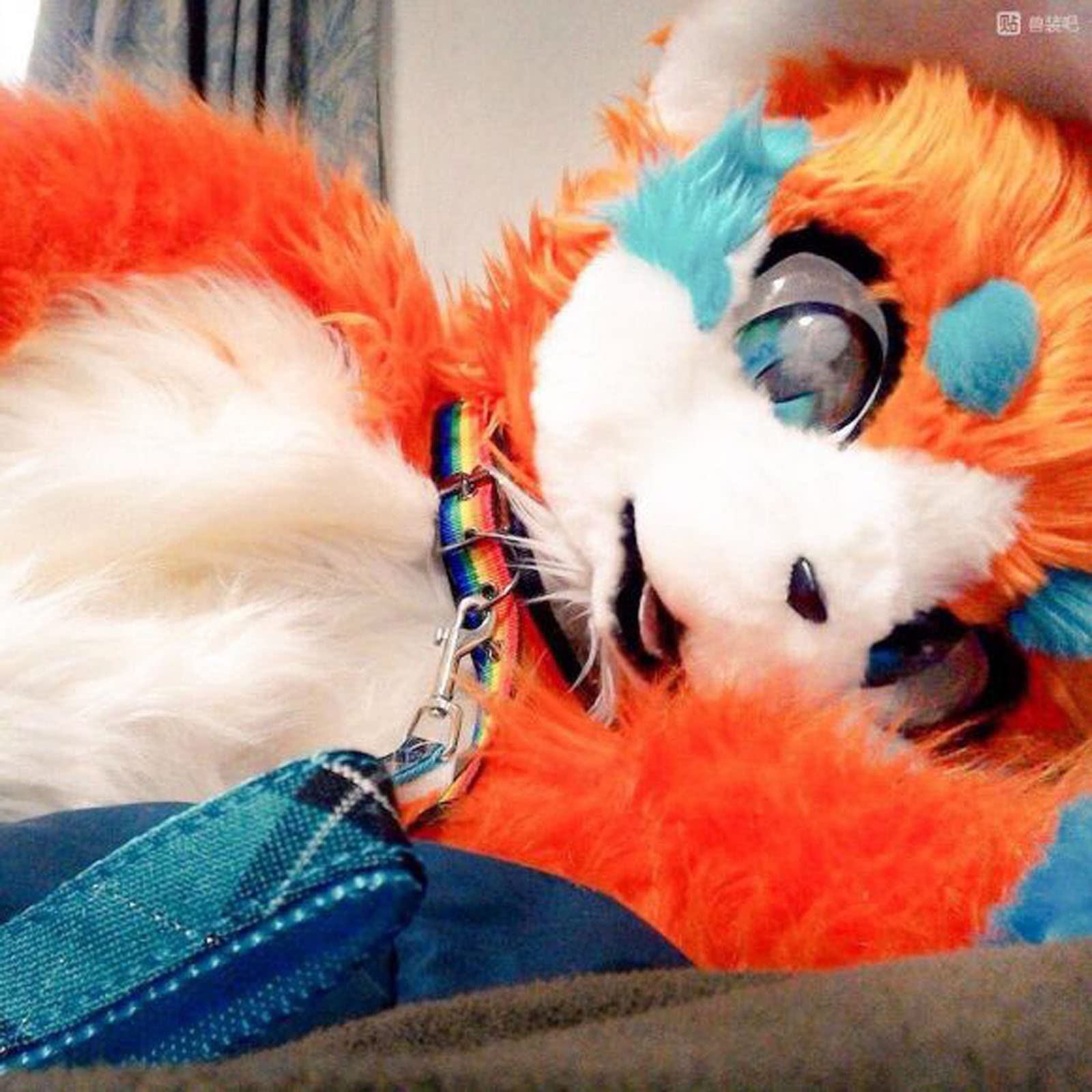 Buy FurryWu Studio Japan Orange Cat Huksy Dog Fursuit Teen Costumes ...