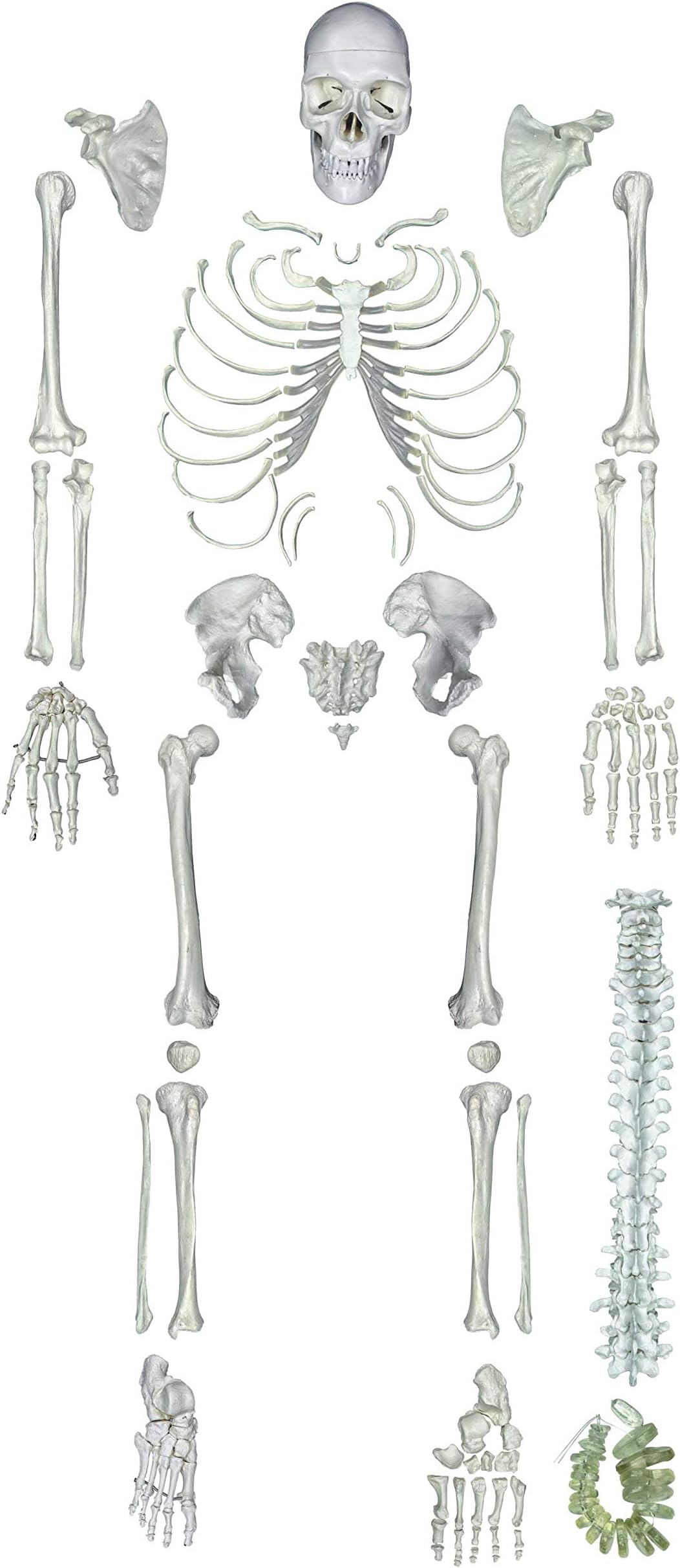 ZX TeachingNest Human Skeleton Disarticulated with Intervertebral Discs ...