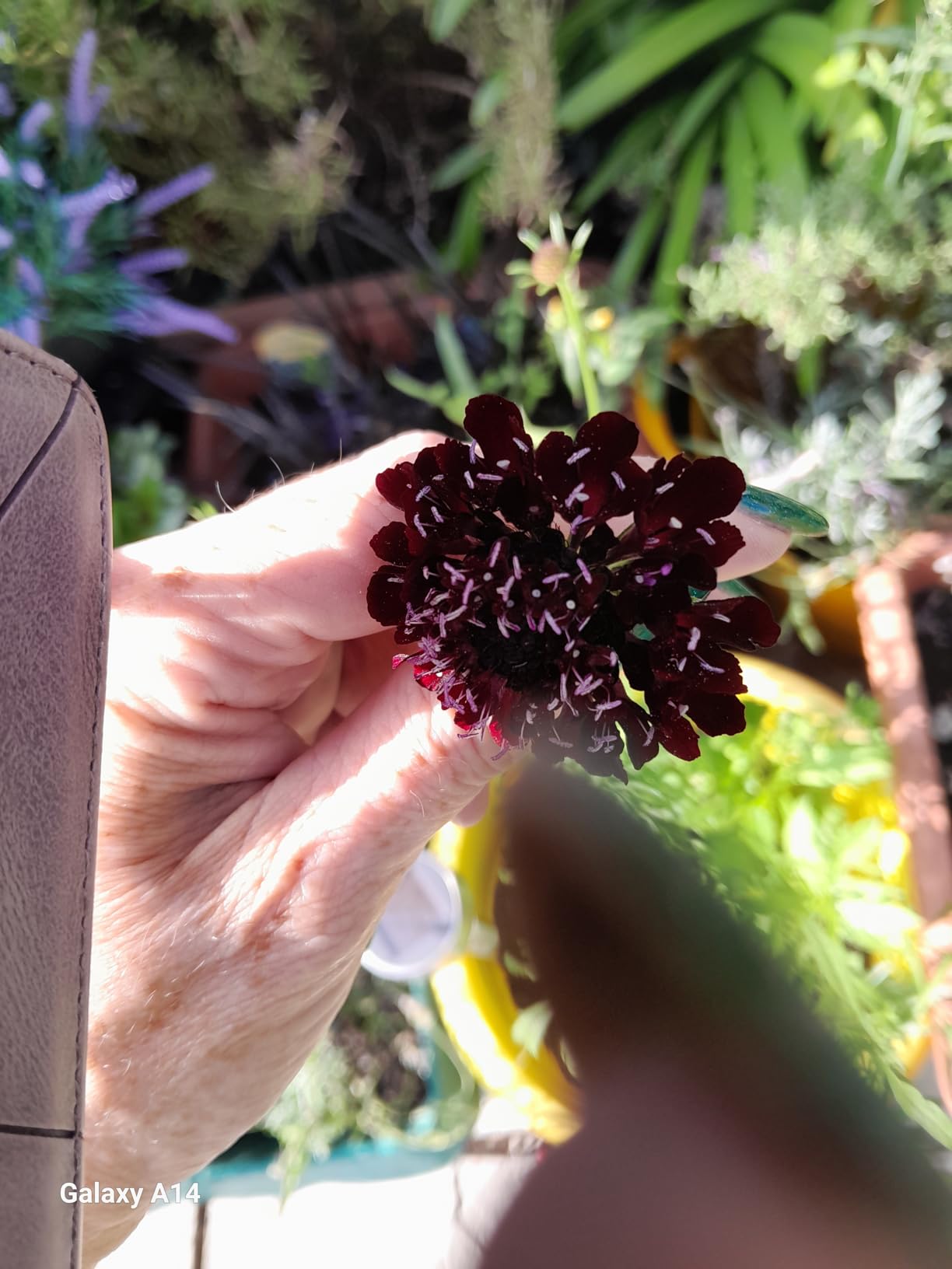 Johnsons SCABIOUS Black Knight : Amazon.co.uk: Garden