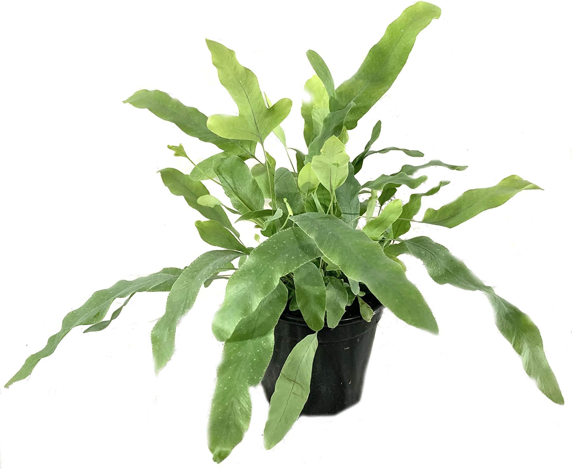 Amazon.com : Blue Star Fern - 4" Pot - Phlebodium aureum - Easy House ...