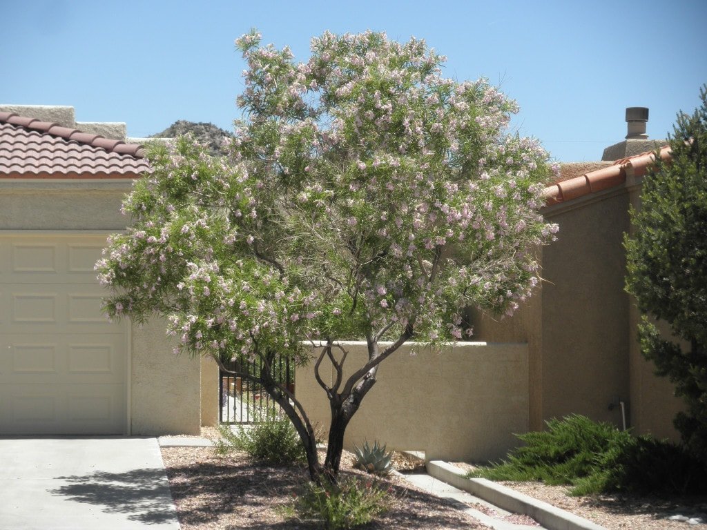Desert Willow Tree Seeds