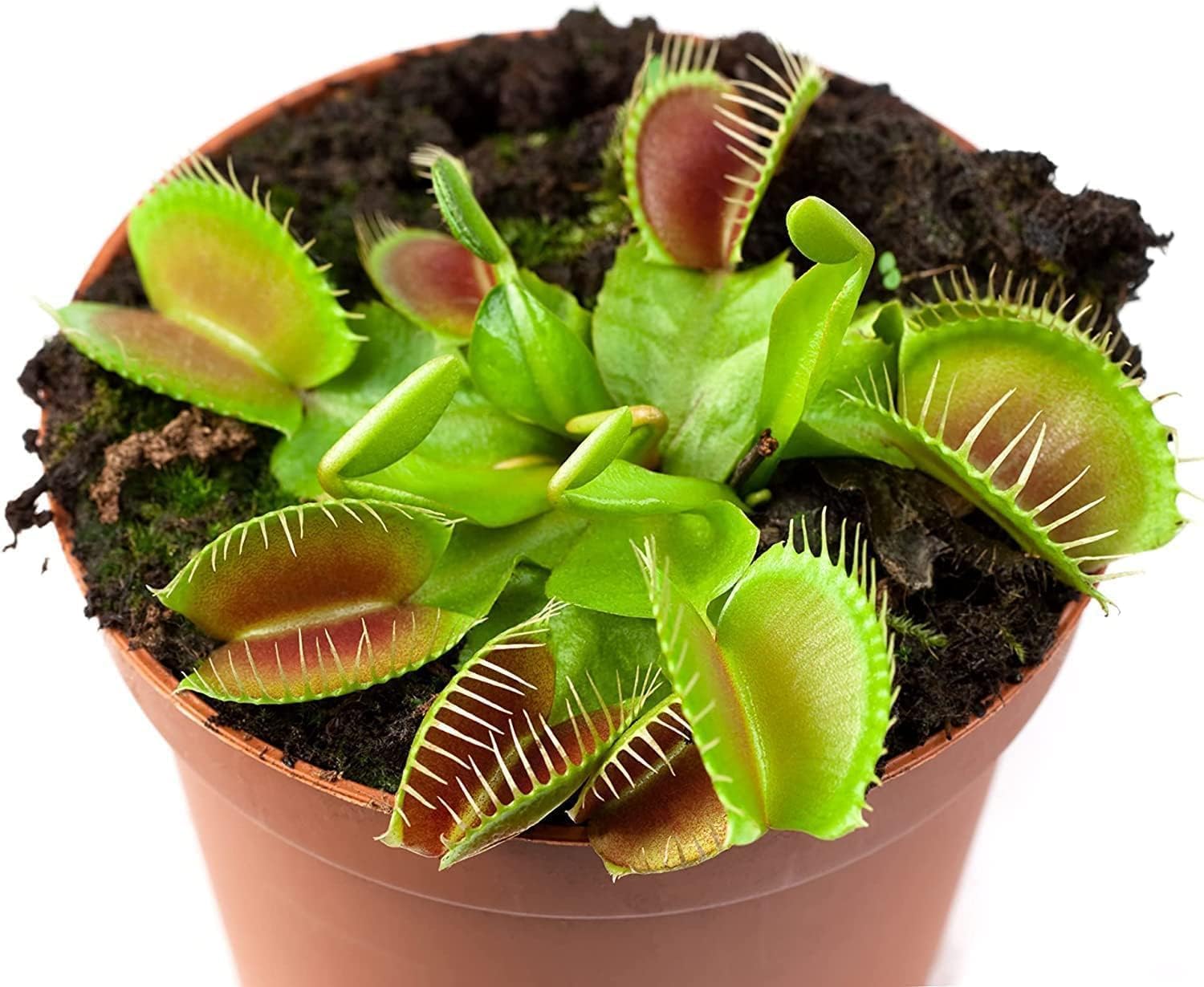 Amazon.com : Fresh Green Venus Flytrap - Bizarre Live Plants - Mars ...
