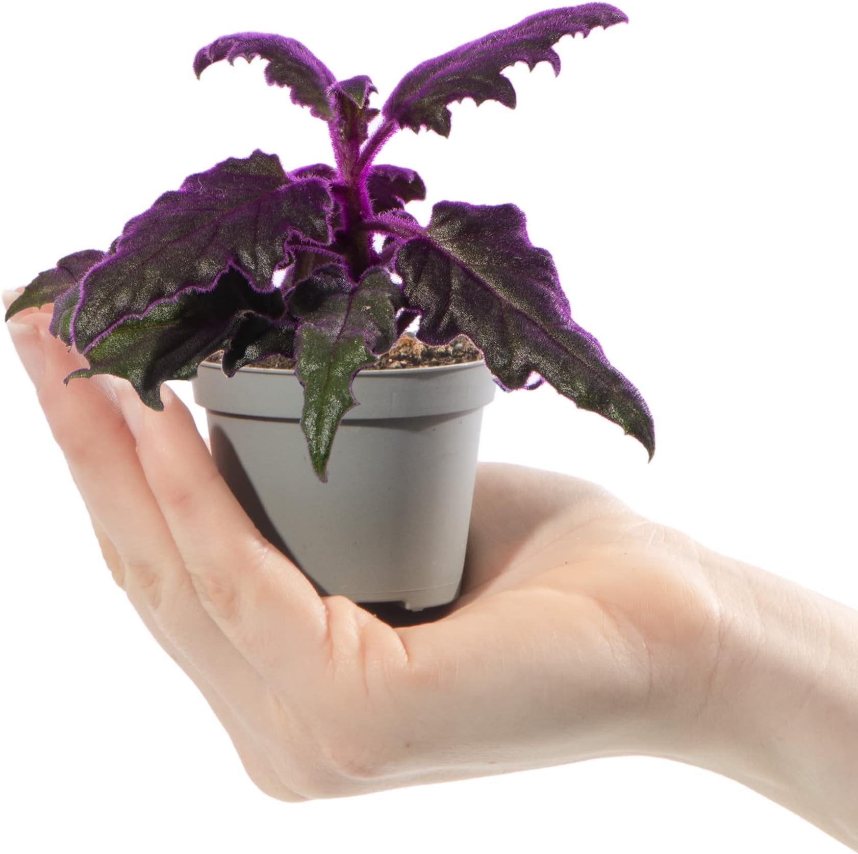 Baby Purple Velvet Plant - Gynura Auranti Indoor Houseplant in 6cm Pot ...