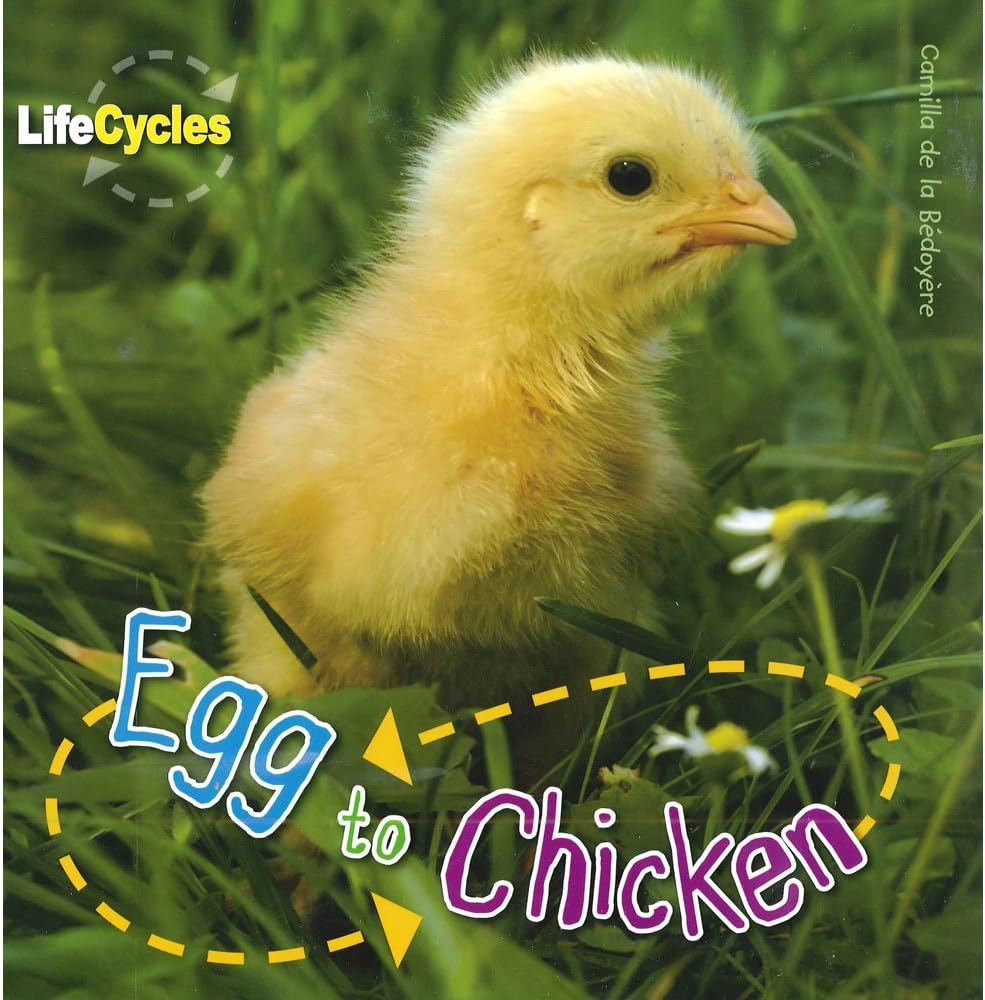 Life Cycles - Egg to Chicken : Amazon.co.uk: Books