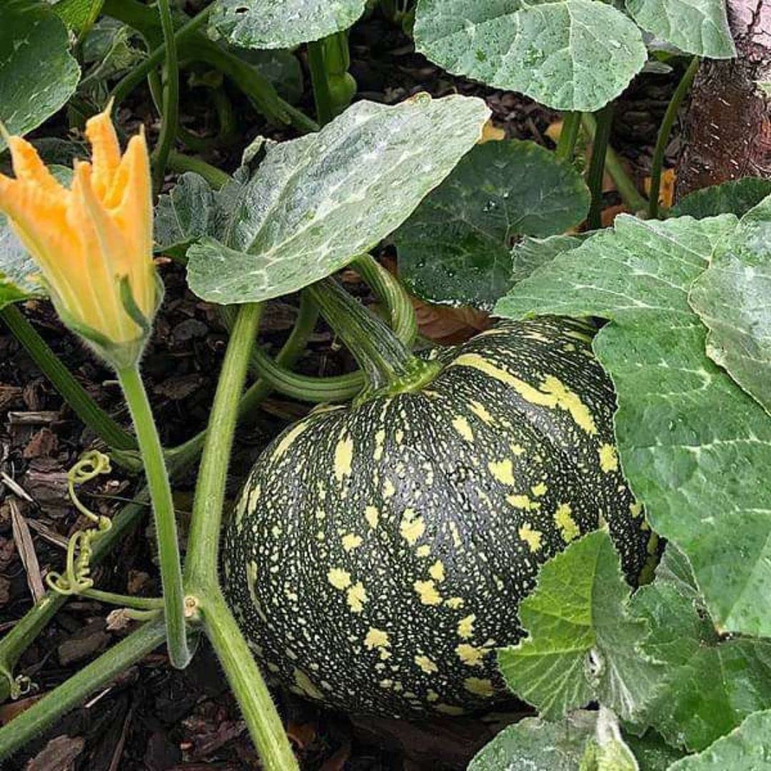 Calabaza Planta Pumpkin, Jack O'Lantern Organic Seeds | Decorative