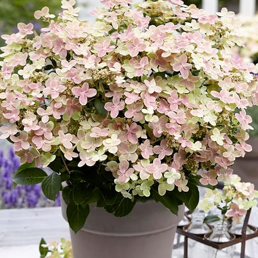 Hydrangea Paniculata Switch
