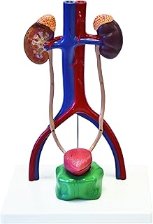 Understanding The Renal Pelvis: Kidney's Crucial Structure | MedShun