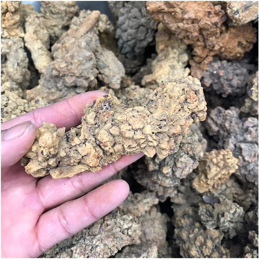 Amazon.com: MEYYI Chakra Balance Gemstone Decoration 1pcs Coprolite ...