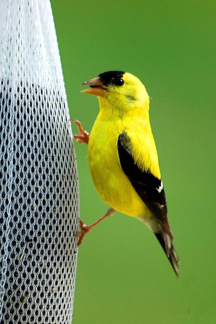 Amazon.com: Iowa State Bird - American Goldfinch Journal: 150 page ...