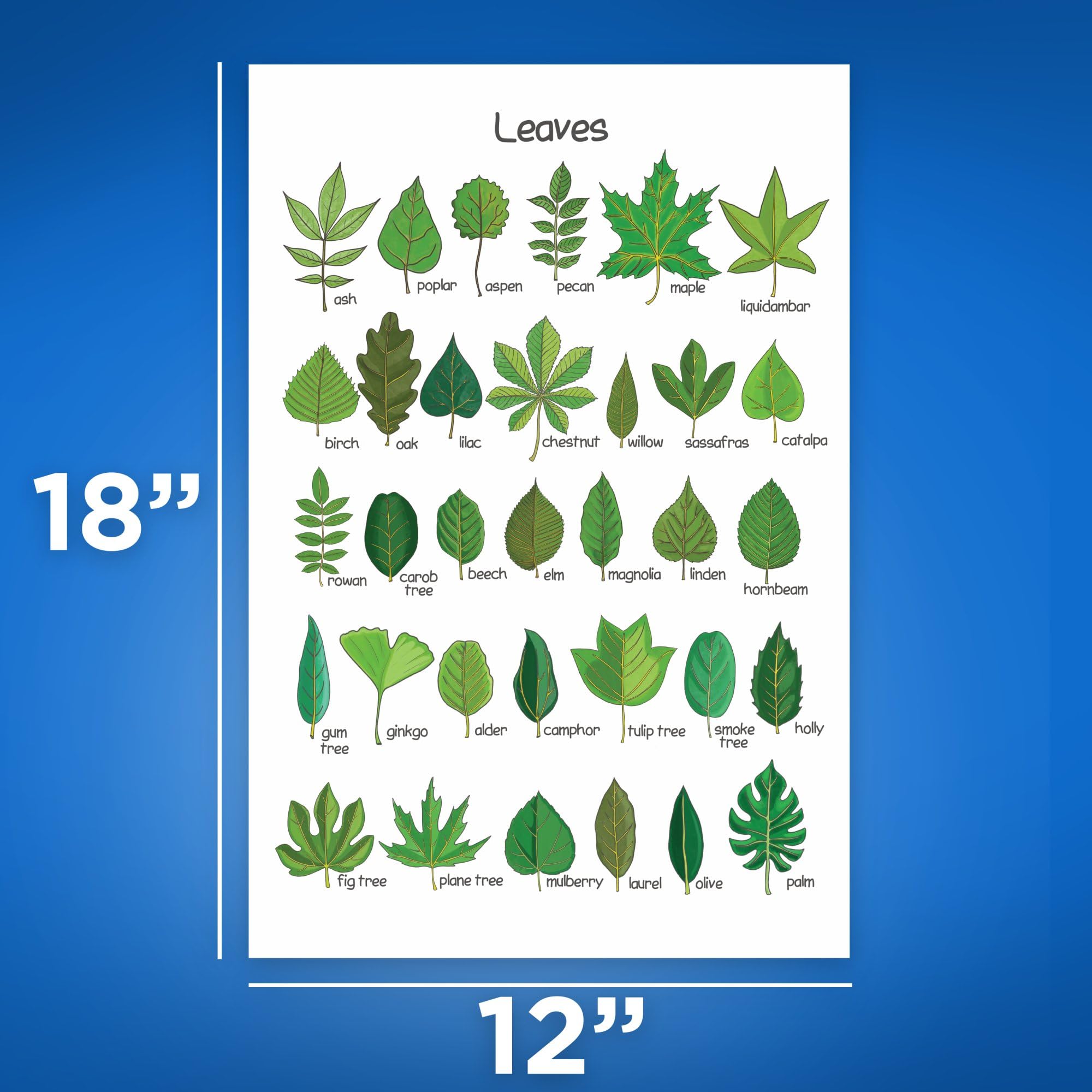 Clipart Leaf Shapes
