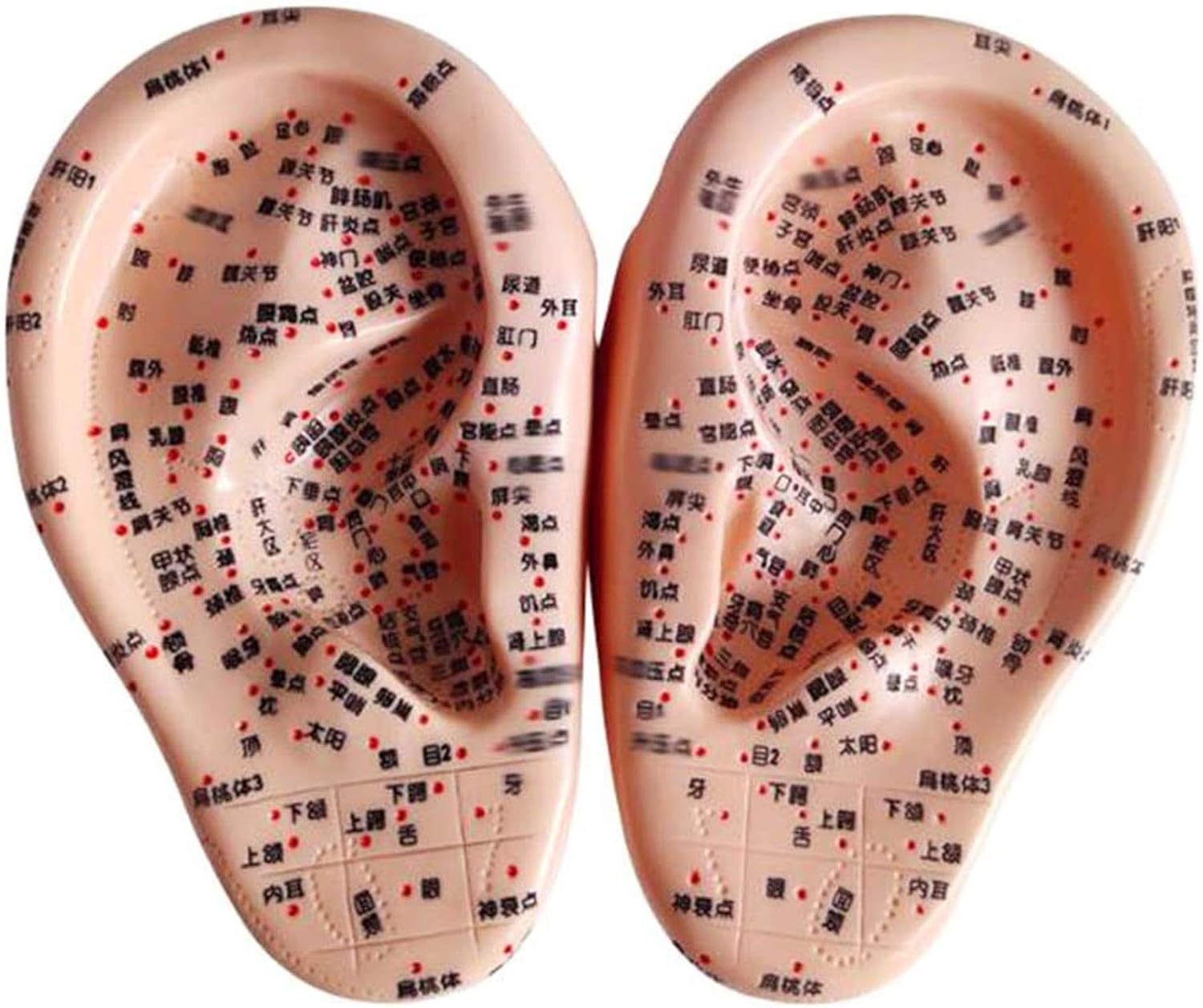 Amazon.com: Ear Acupuncture Point Model, 17Cm Pressure Point and ...
