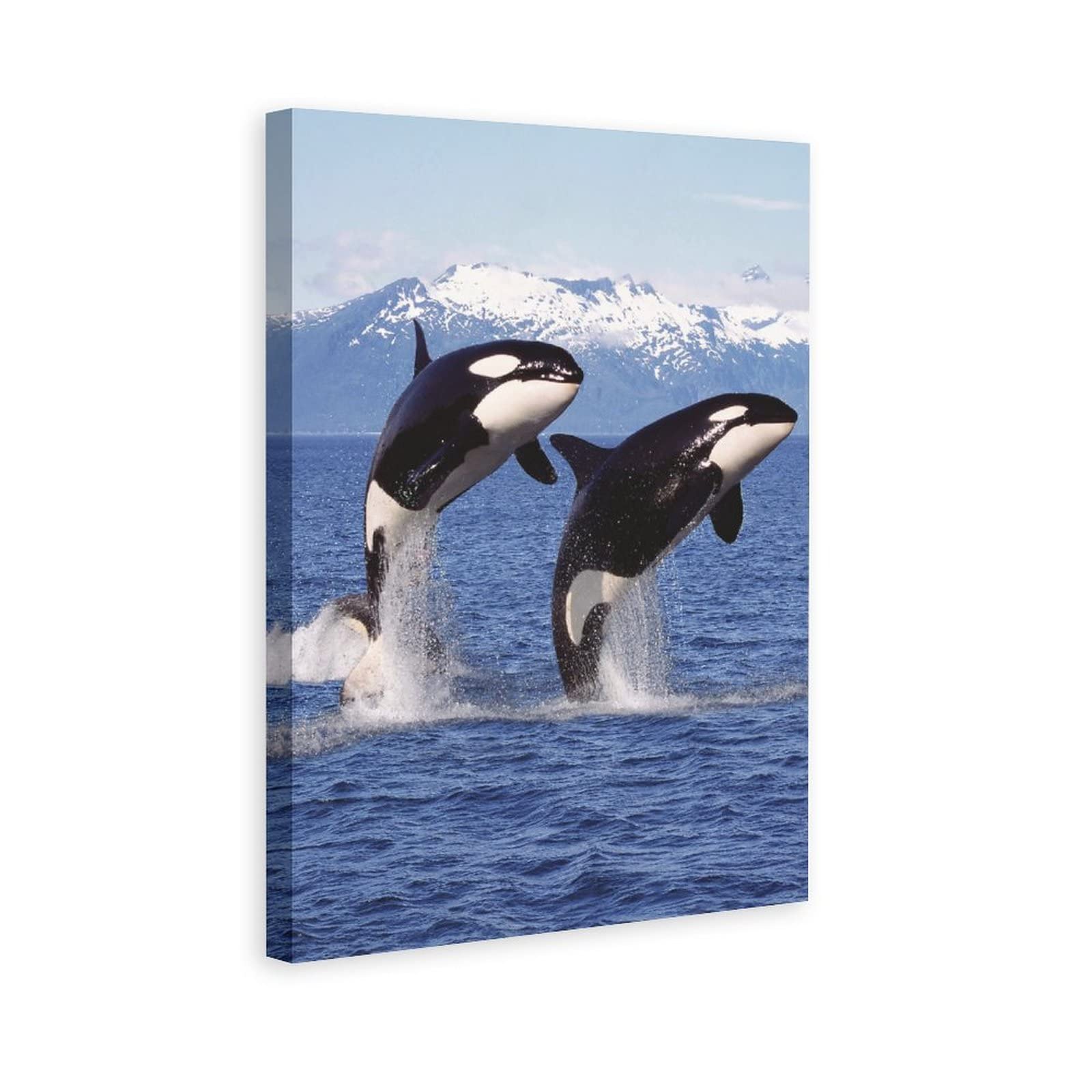Amazon.com: XDTIOPIMY Animal Orcas Wall Art Decor Orcas Picture Canvas ...