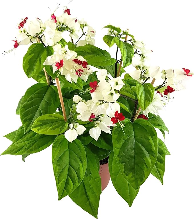 Fangblatt - Clerodendrum thomsoniae variegata XL - kletternder ...