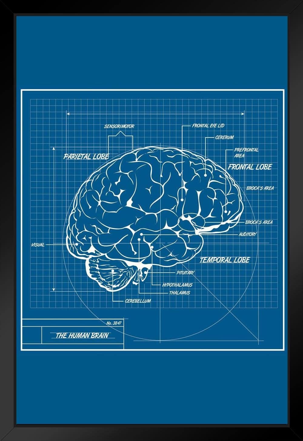 Amazon.co.jp: ポスターFoundry Human Brain Anatomy Blueprint Illustration ...
