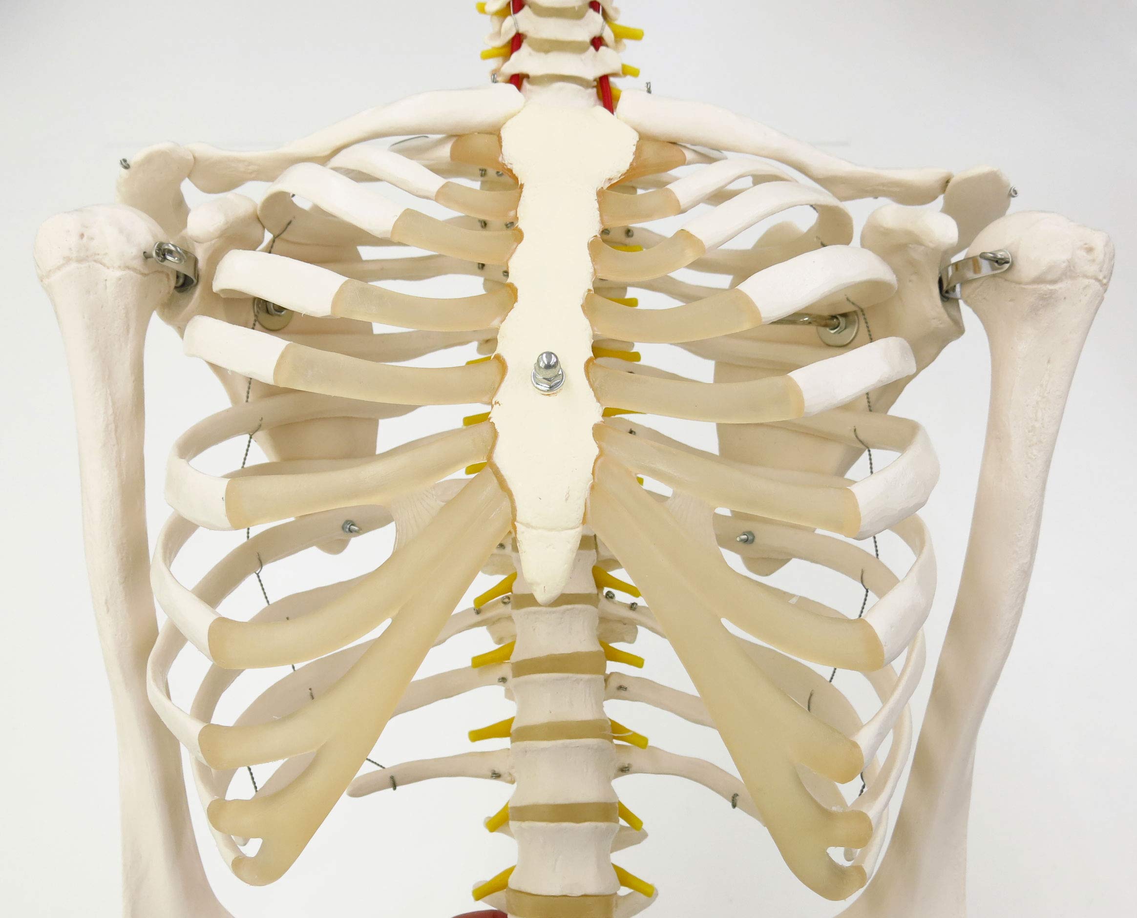 Buy 3B Scientific Human Anatomy Skeleton Model Fred - Flexible, On ...