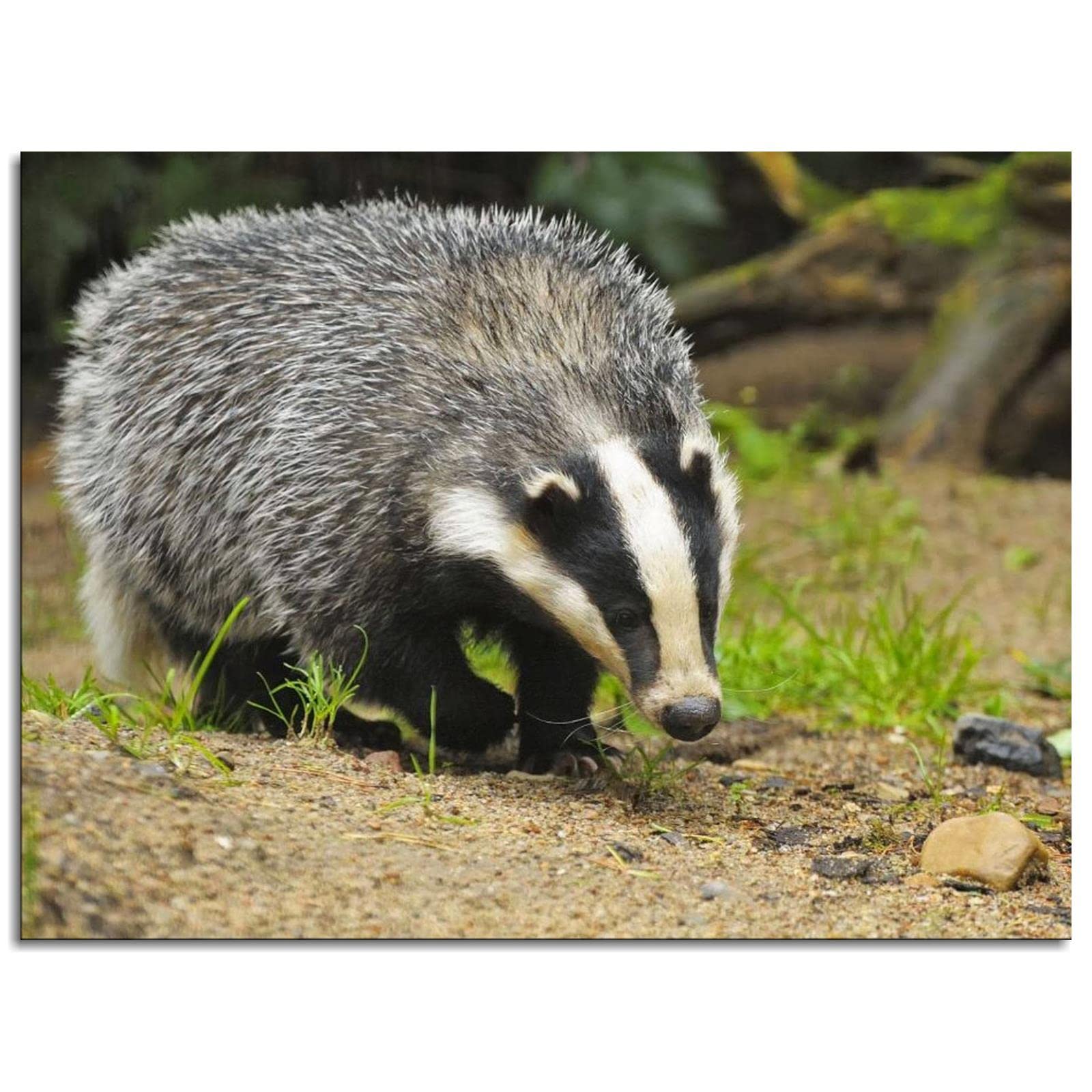 Cute Badger