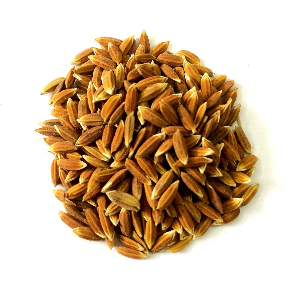 Buy Mall~Kerala : 250 of Rarest Red Rice Paddy Red Sali Rakta Sali ...