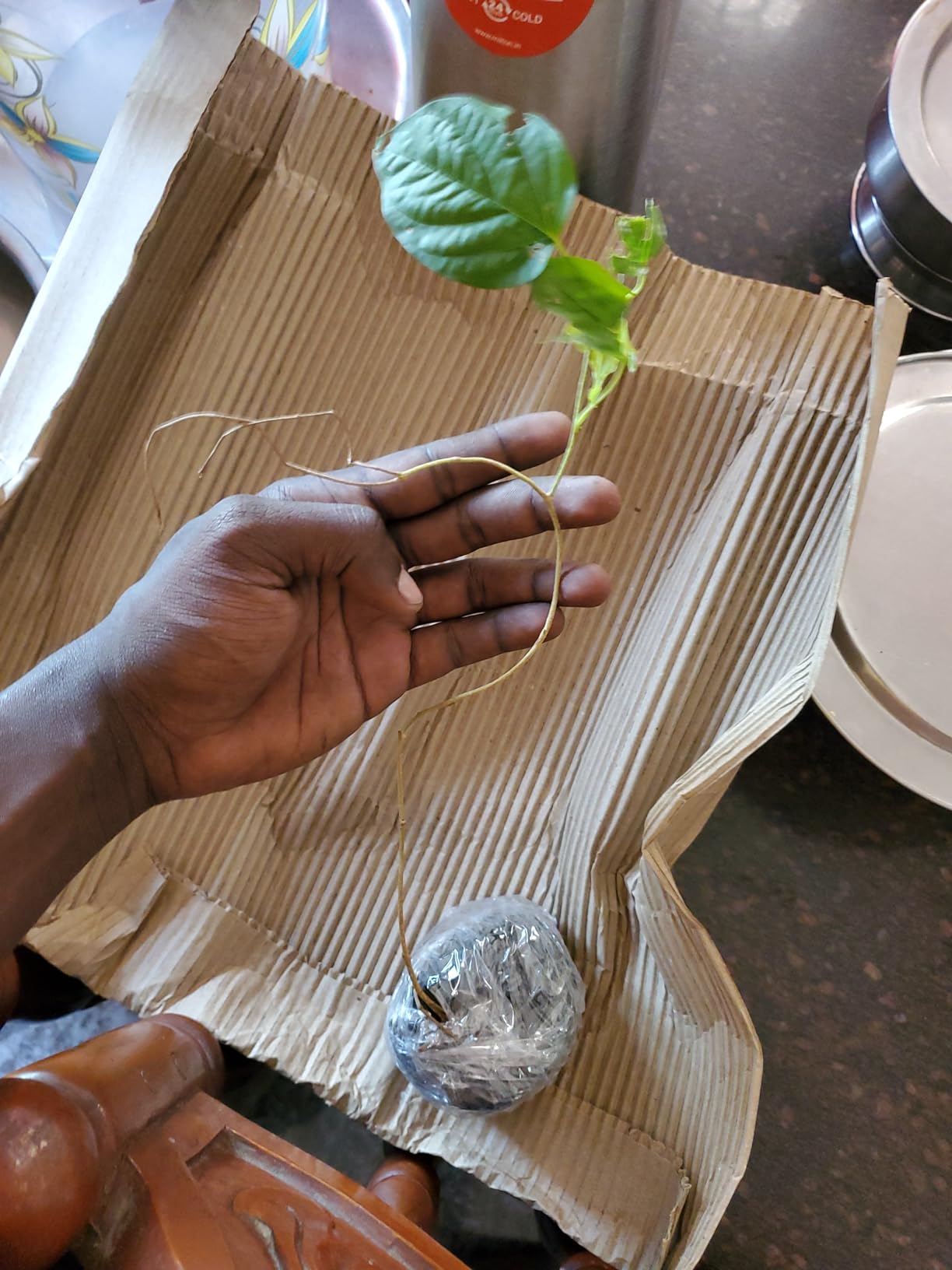 Hug A Plant | Manimulla (Porana Paniculata) Flowering/Ornamental Live ...