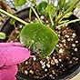 Amazon.com: PyGanic Gardening 8oz, Botanical Insecticide Pyrethrin ...