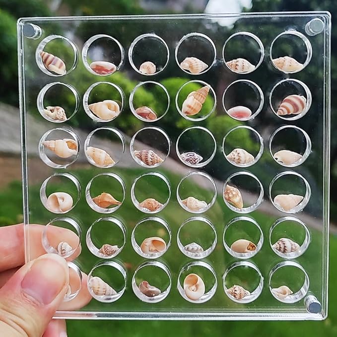 Amazon.com - Acrylic Magnetic Seashell Display Box,Seashell Display Box ...