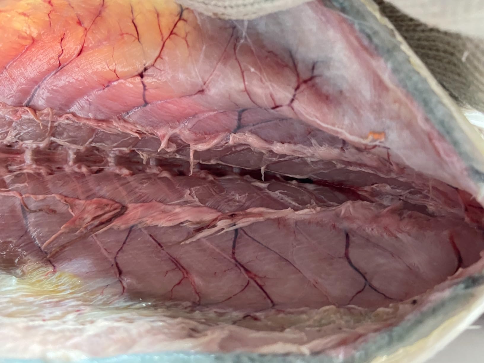 Amazon | MINBOOT ささら 魚 ササラ キッチンブラシ 23cm 竹ささら ささら 竹 ブラシ 魚 グリル 血合い取り | MINBOOT | キッチンブラシ