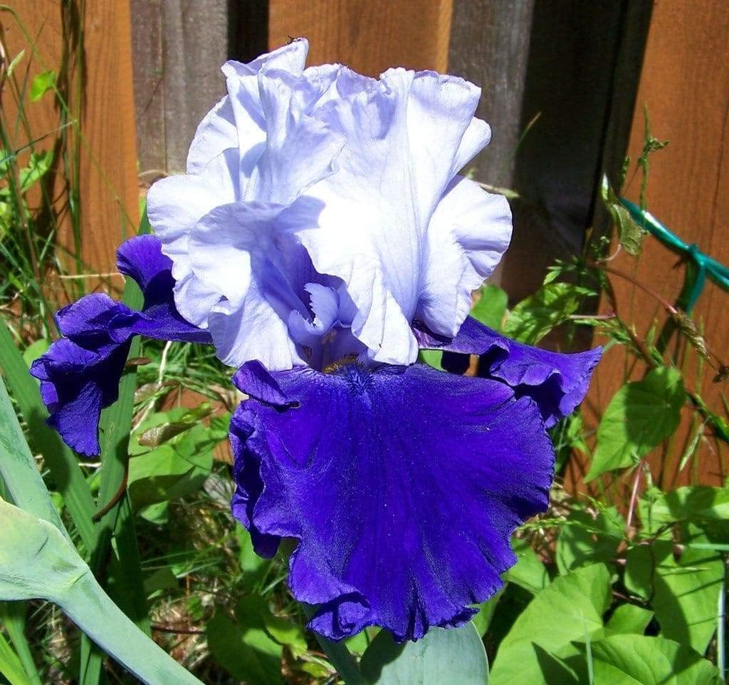 Amazon.com : Bearded Iris Over Alaska - Easy to Grow Fall Planting ...