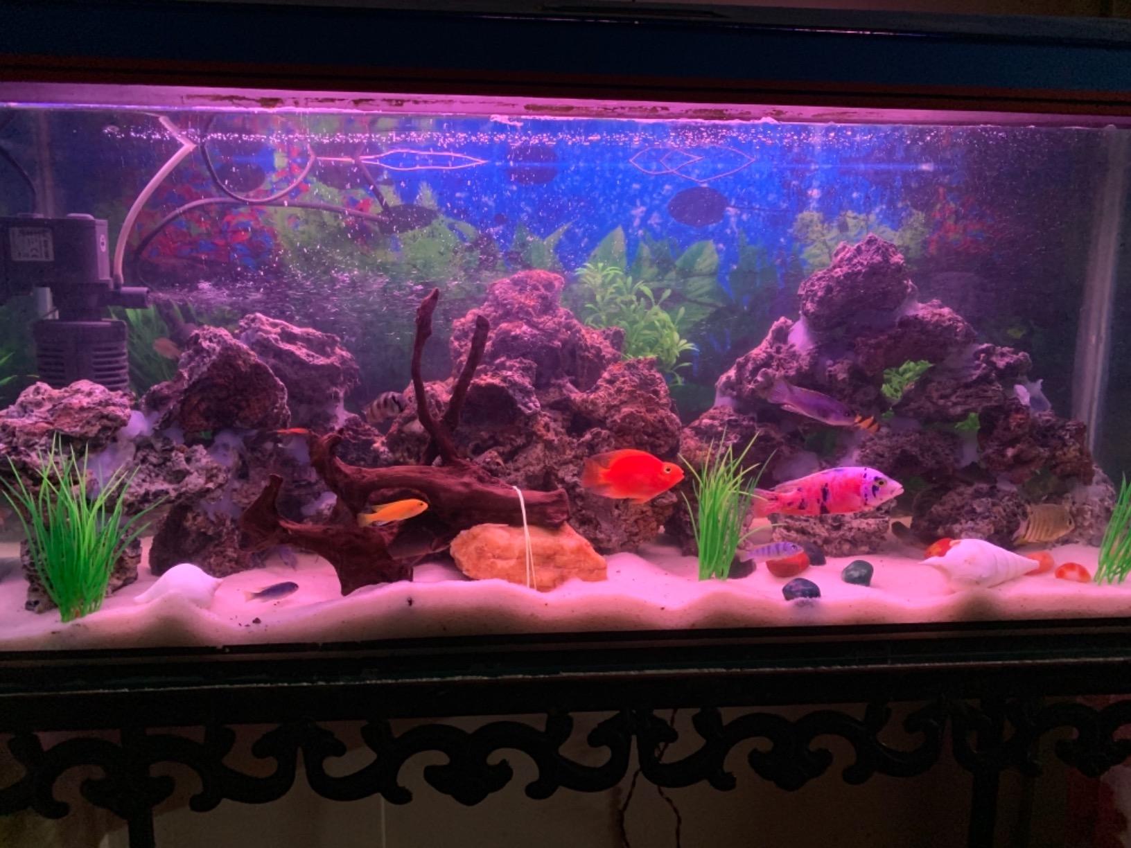 SHEHRI KISAAN® Black Grey Lava Volcanic Rock – 10 Kg Pack | 2-6 inch ...