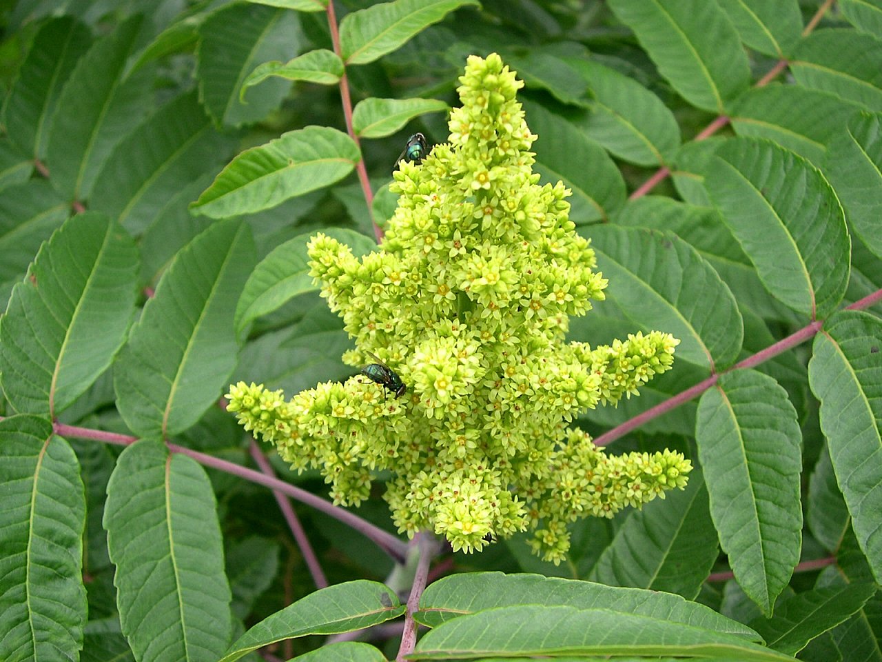 Rhus Glabra