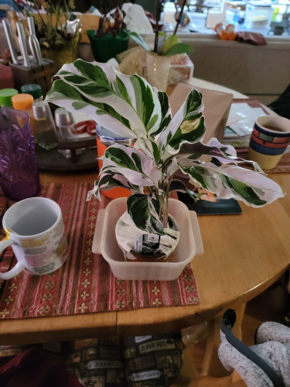 Amazon.com : Fusion White Peacock Plant - Calathea - Easy House Plant ...