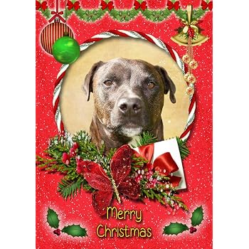 Staffordshire Bull Terrier Christmas Card Xmas staffy dog cards: Amazon ...