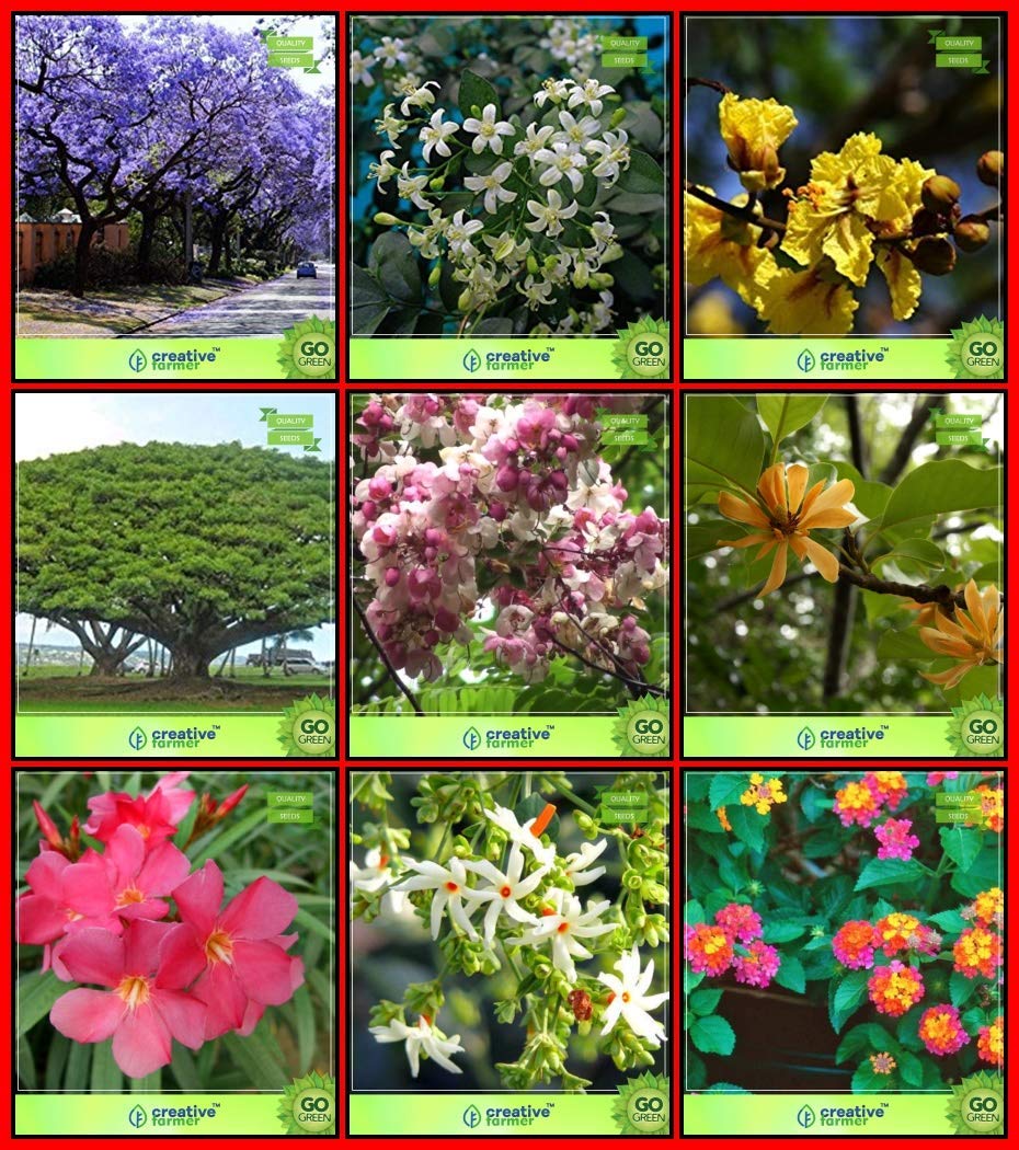 Buy OhhSome Best Garden Combo Tree : Blue Jacaranda, Murrayya Exotica ...