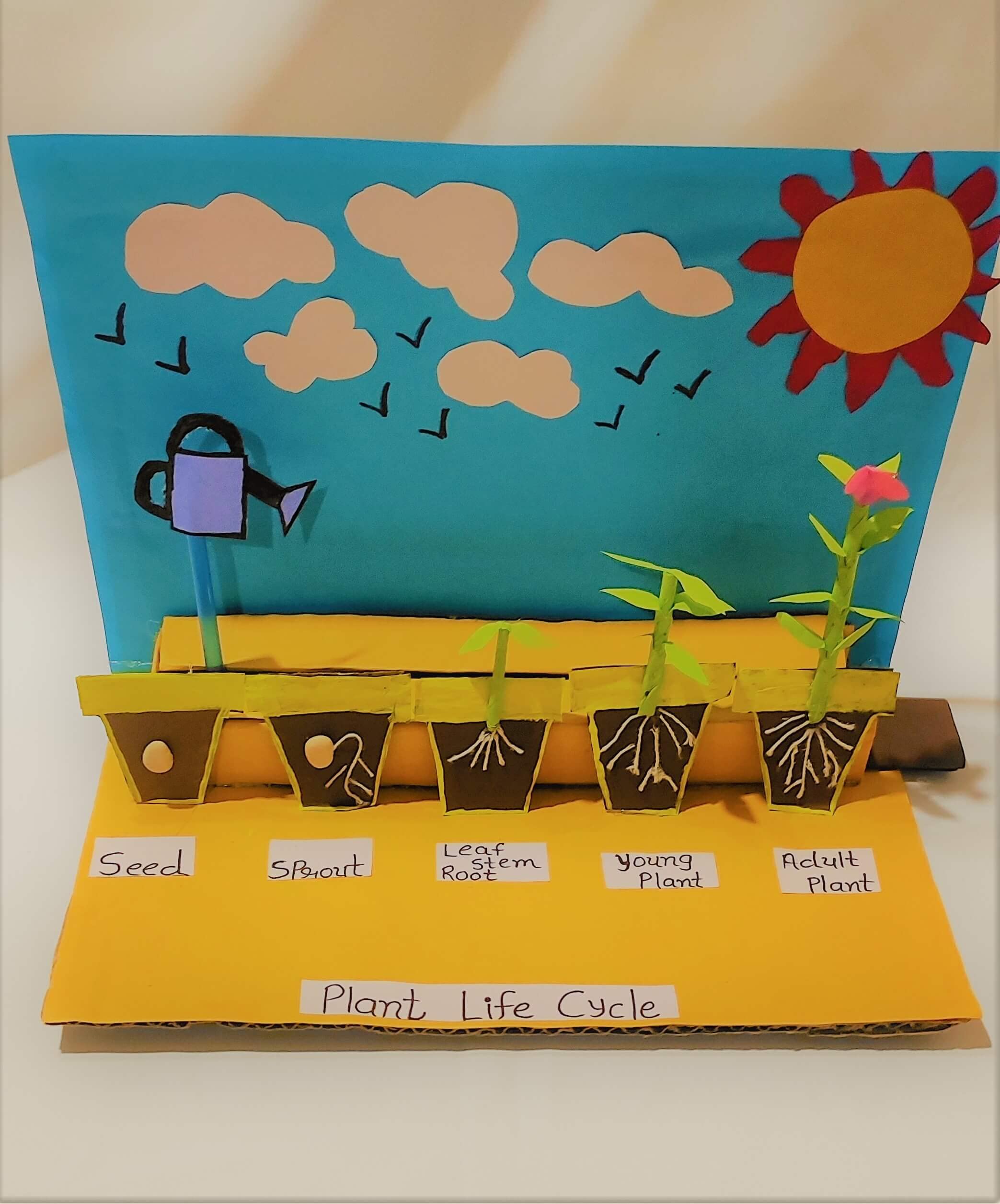 Plant Life Cycle Coloring Plant Life Cycle Color By Number Little