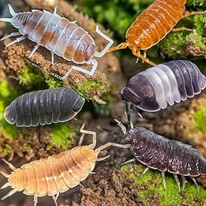 Amazon.com : TC INSECTS . 75 Count MEGA Mix Isopods Bundle Bioactive ...