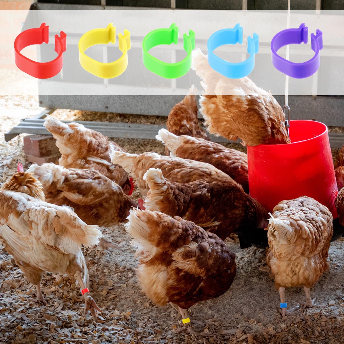 Snapklik.com : 100 PCS Chicken Identification Band 5Color Chicken Leg ...