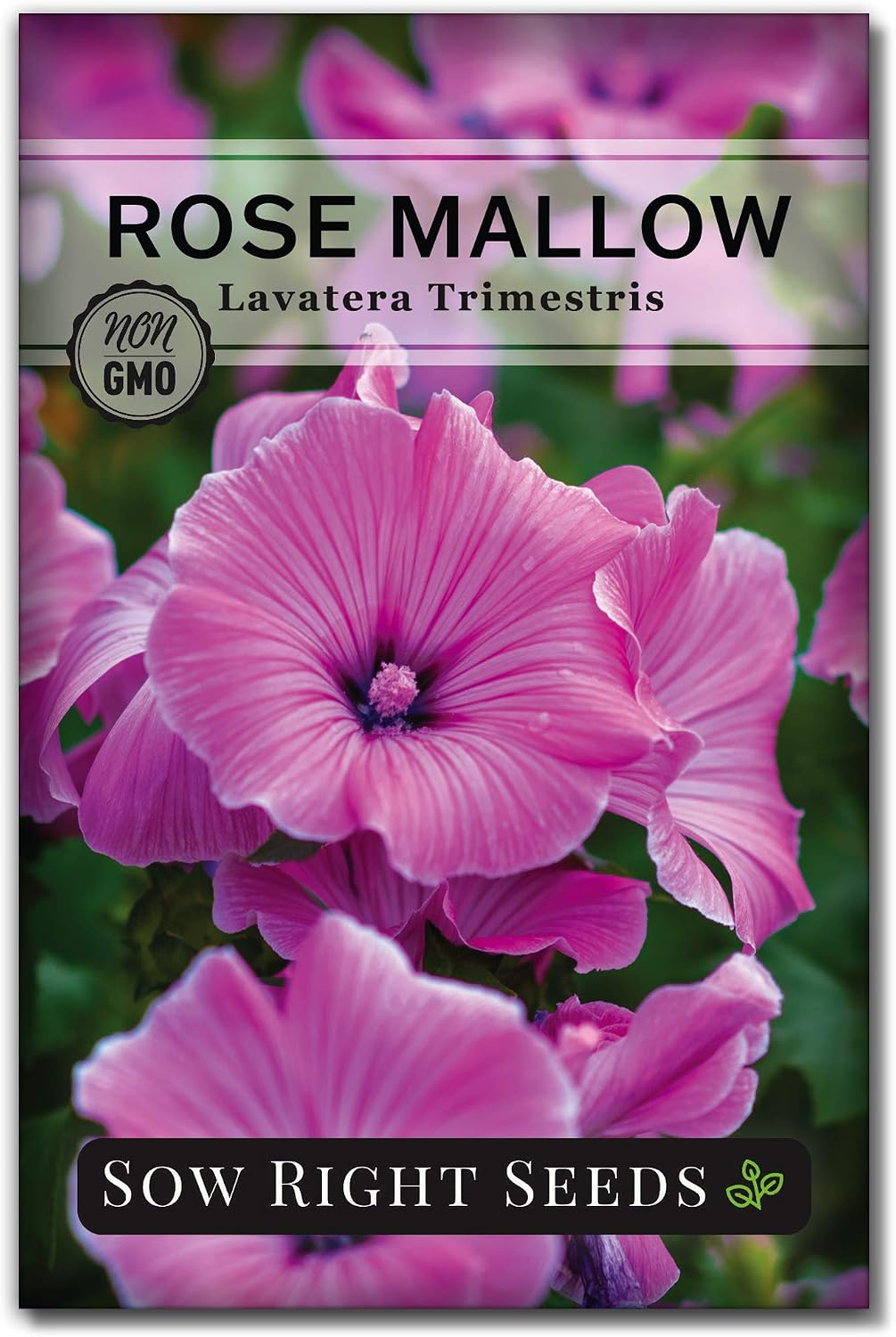 Amazon.com : Sow Right Seeds - Rose Mallow Hibiscus Seeds for Planting ...
