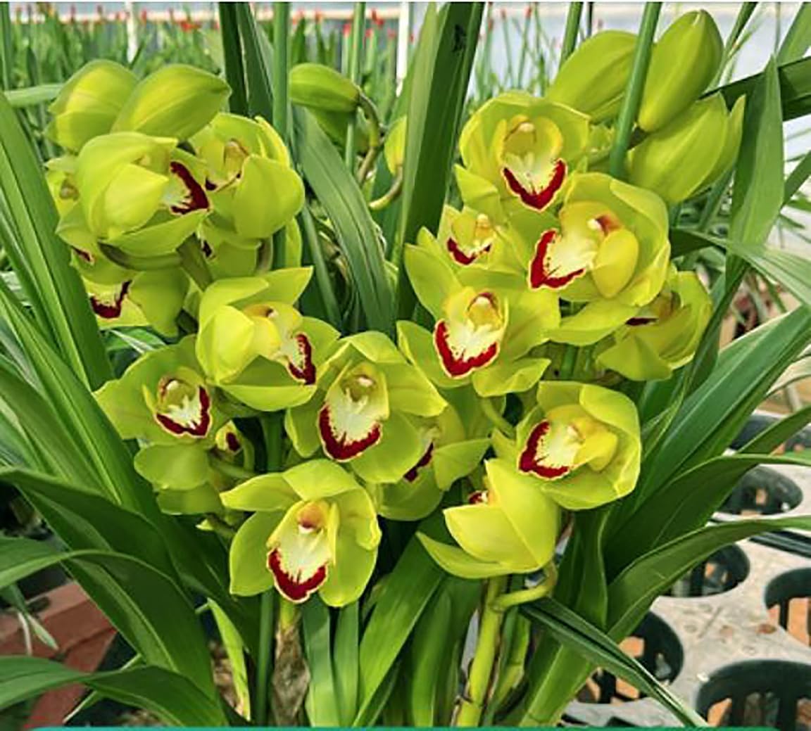 Amazon.com: Cymbidium sp. (Green Elf),Bloom Size,4+pseudobulbs,2 yr Old ...