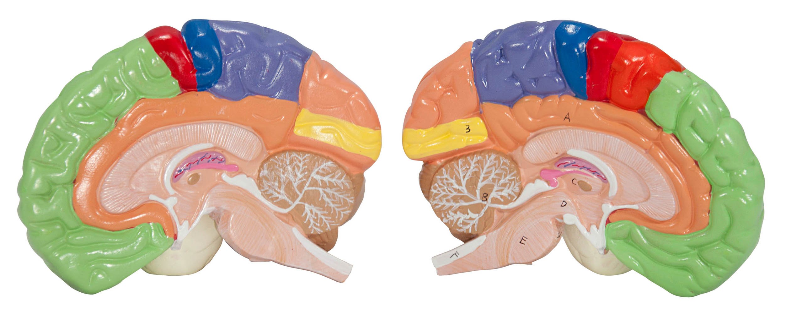 Axis Scientific Human Brain Model Anatomy with Colored and Labeled ...