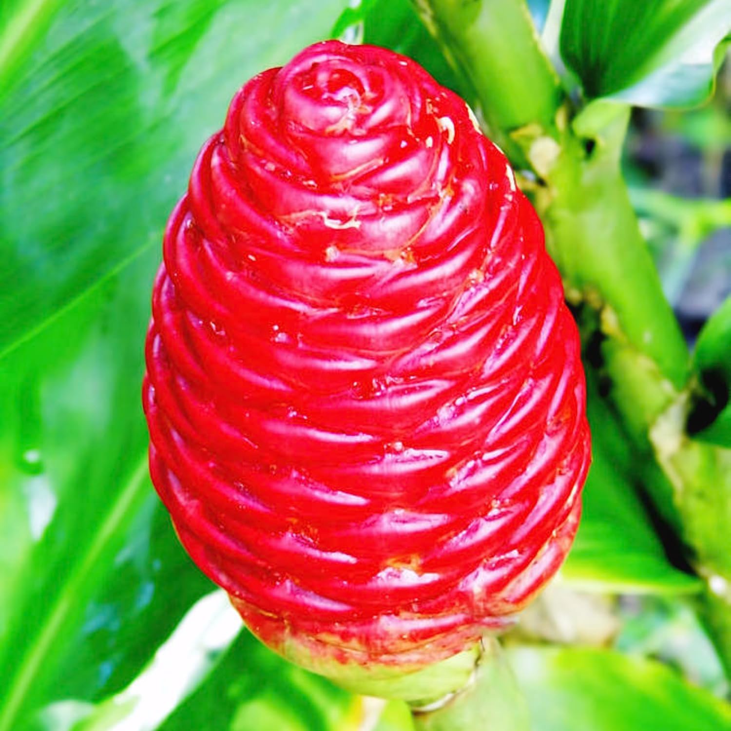 Amazon.com : Pack 10 Shampoo Ginger Roots for Growing Perennial Garden ...