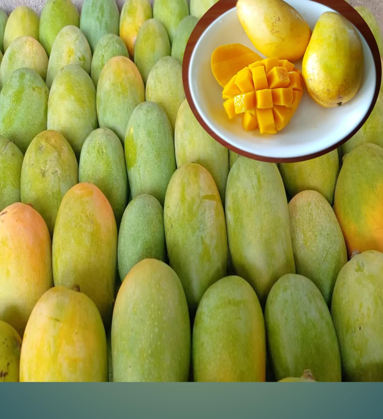 Eroanvia Combo 2 "Kesar Mango Tree Grafted Plant Height 2-3 Feet Live ...