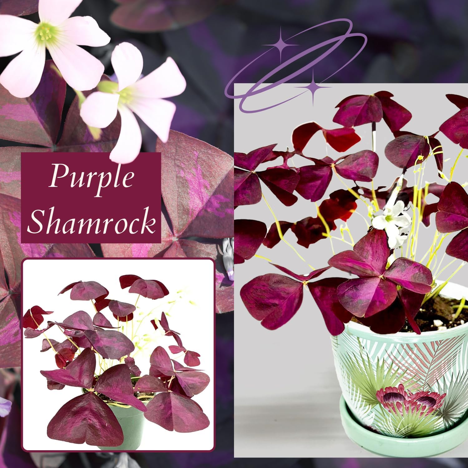 Oxalis Triangularis – Planta viva de trébol morado en maceta de 4 ...