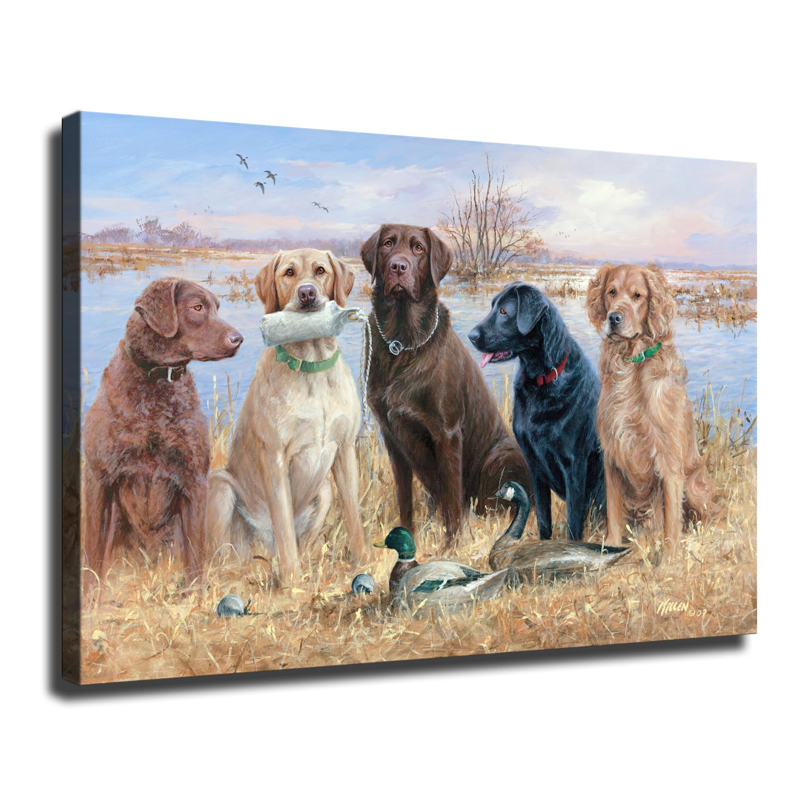 Labrador Retriever Hunting Wallpaper Labrador Retriever At Hare