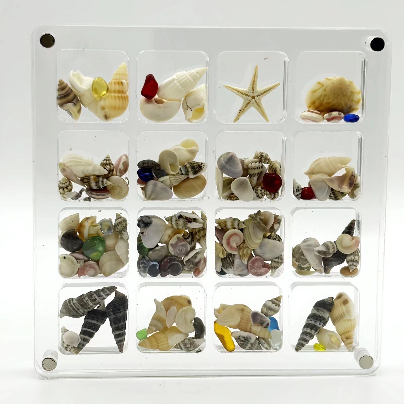 Amazon.com: GIOREFAY Acrylic Magnetic Seashell Display Box,Clear ...