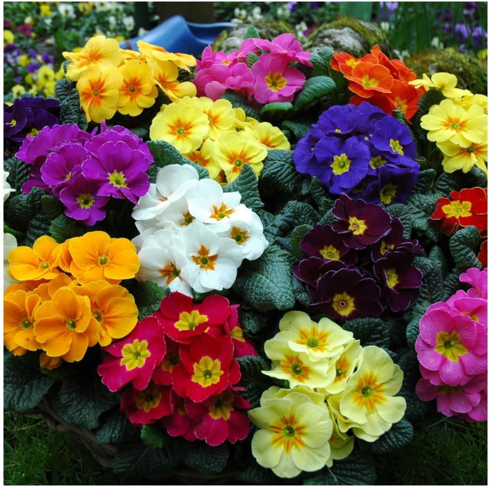 Primrose Mini Plug Plants x 15 Primula vulgaris 'Cabaret Mix ...