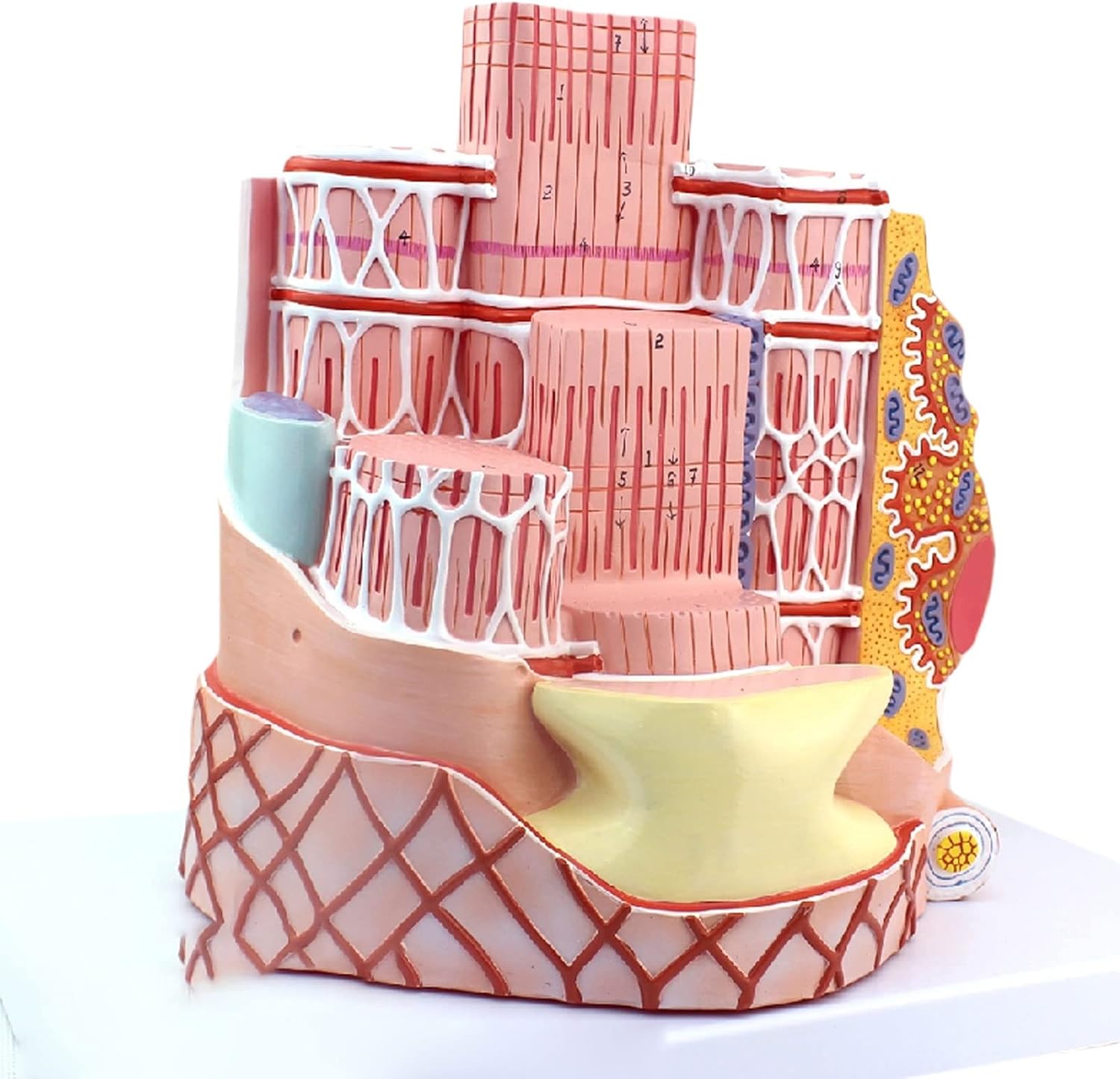 SGeneE Micro Anatomical Model of Human Skeletal Muscle Fiber Model ...