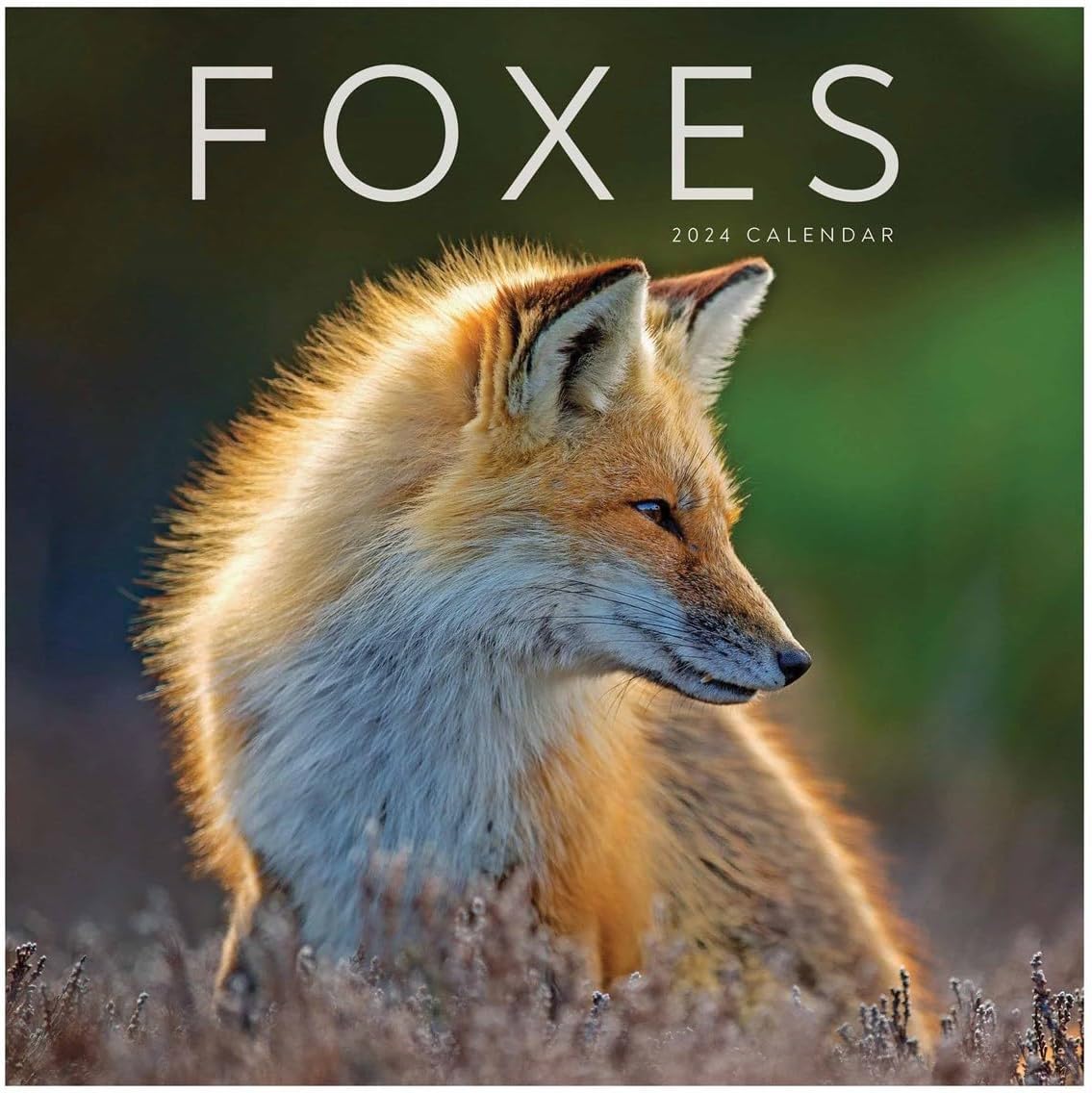 Foxes - Füchse 2024: Original Carousel-Kalender [Mehrsprachig ...
