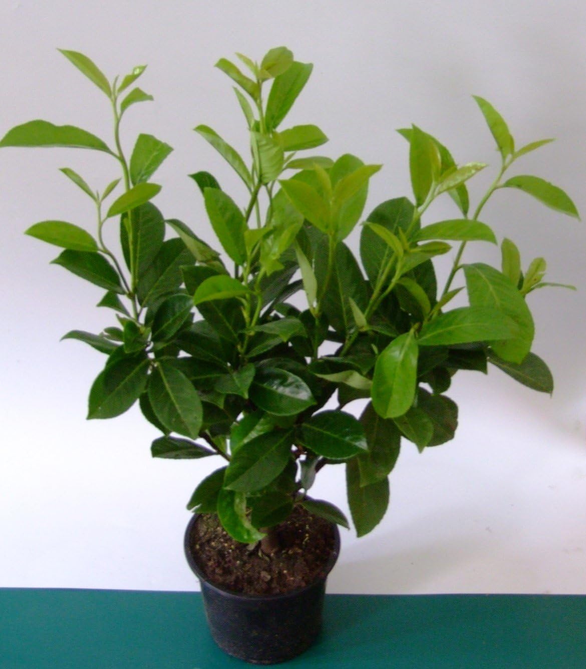Kirschlorbeer ROTUNDIFOLIA 60-80 cm : Amazon.de: Garten
