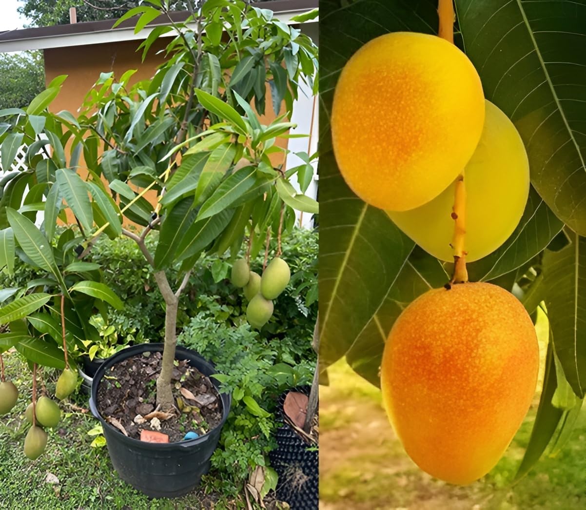 Pro Kissan All Time Mango Live Tree 2 ft Tall GRAFTED Fast Fruiting in ...