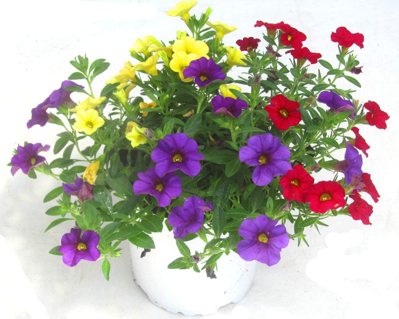 BALDUR Garten Winterharte Eisblumen "Summer Mix", 3 Pflanzen Delosperma ...