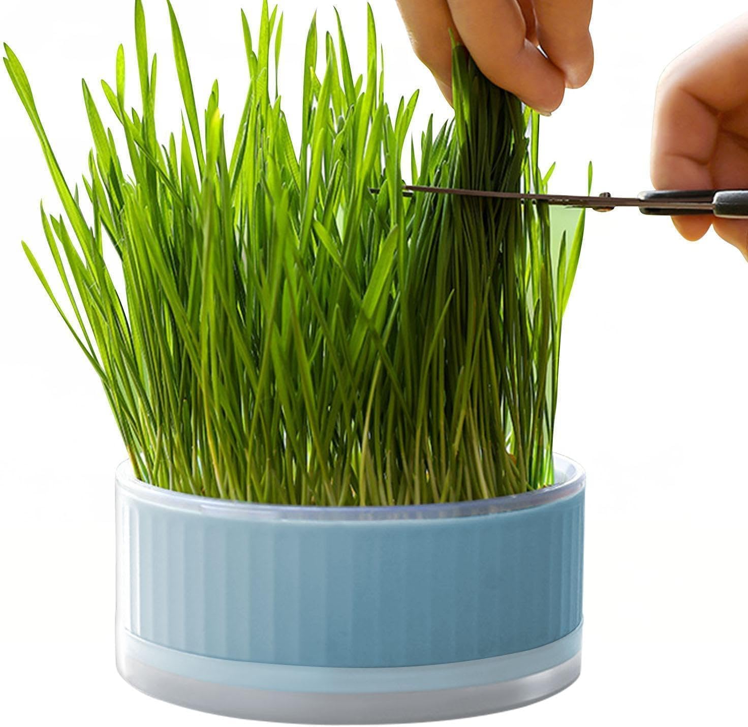 Amazon.co.jp: Indoor Cat Grass Planter - Hydroponics Box Cat Grass ...